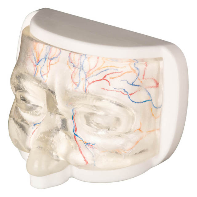 Transparent Upper Facial Injection Training Model with Simulated Blood ...