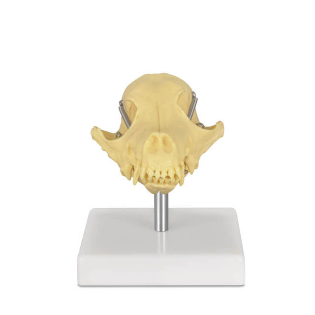 Dog Skull Models