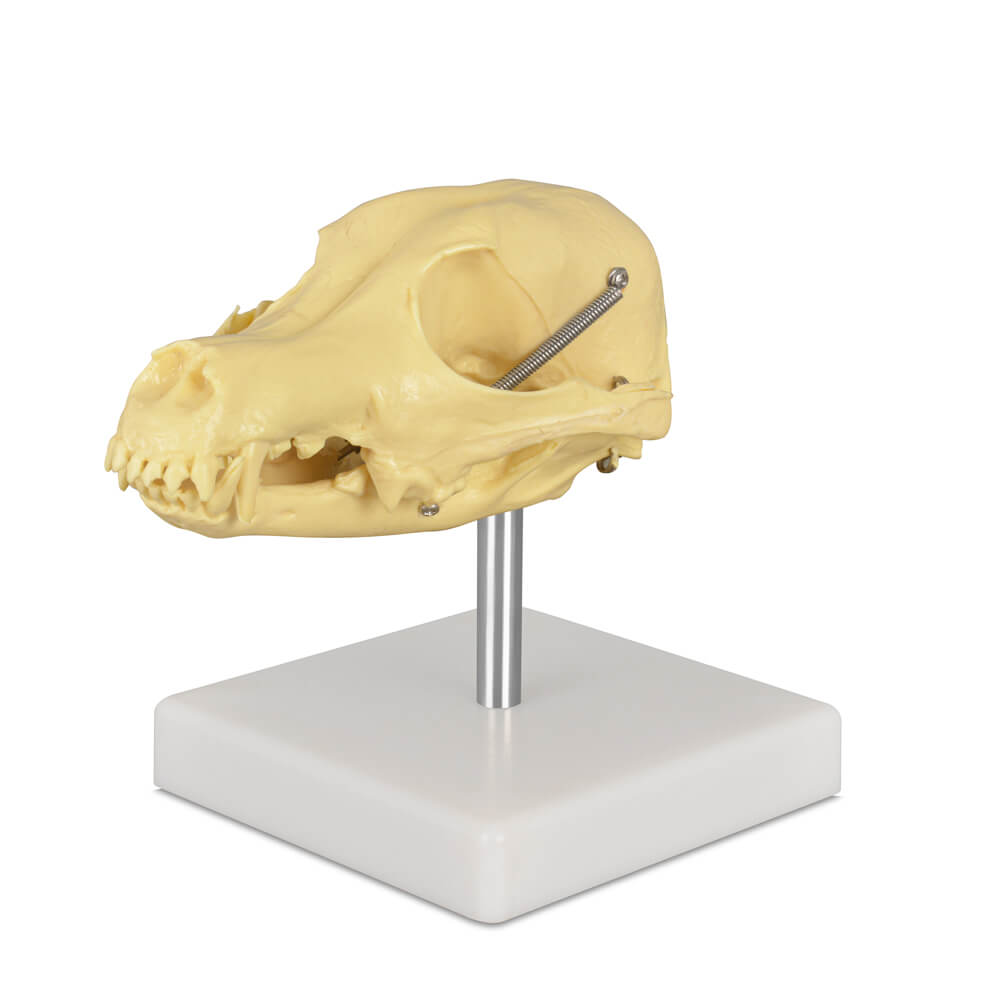 Dog Skull Models