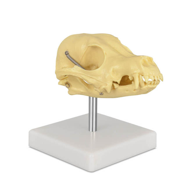 Dog Skull Models
