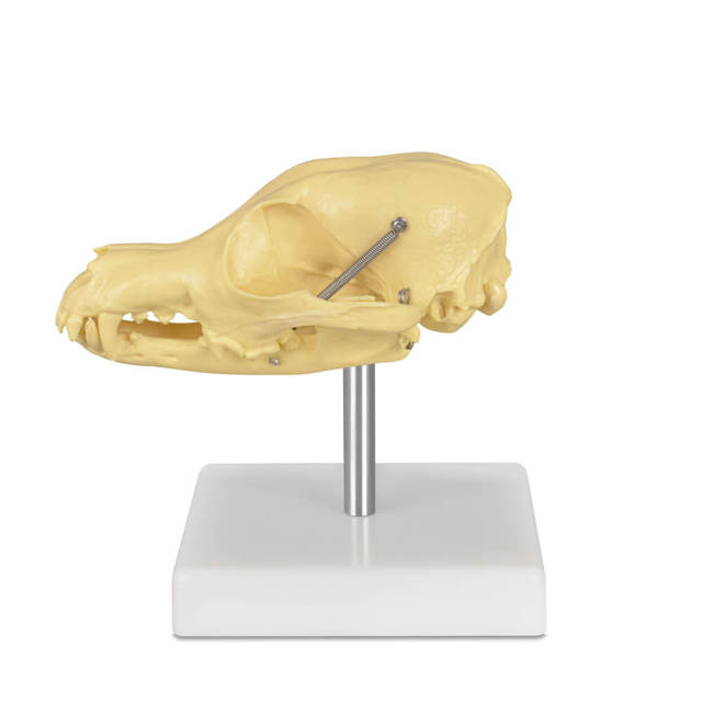 Dog Skull Models