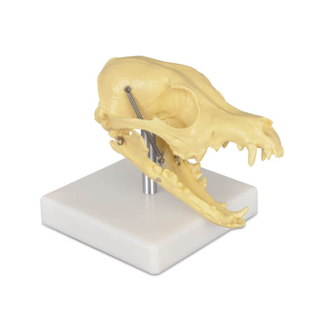 Dog Skull Models