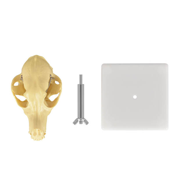 Dog Skull Models