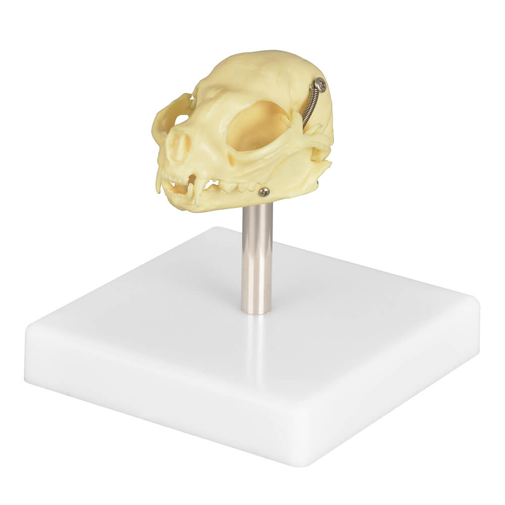 Feline Skull Model for Veterinary Education and Research