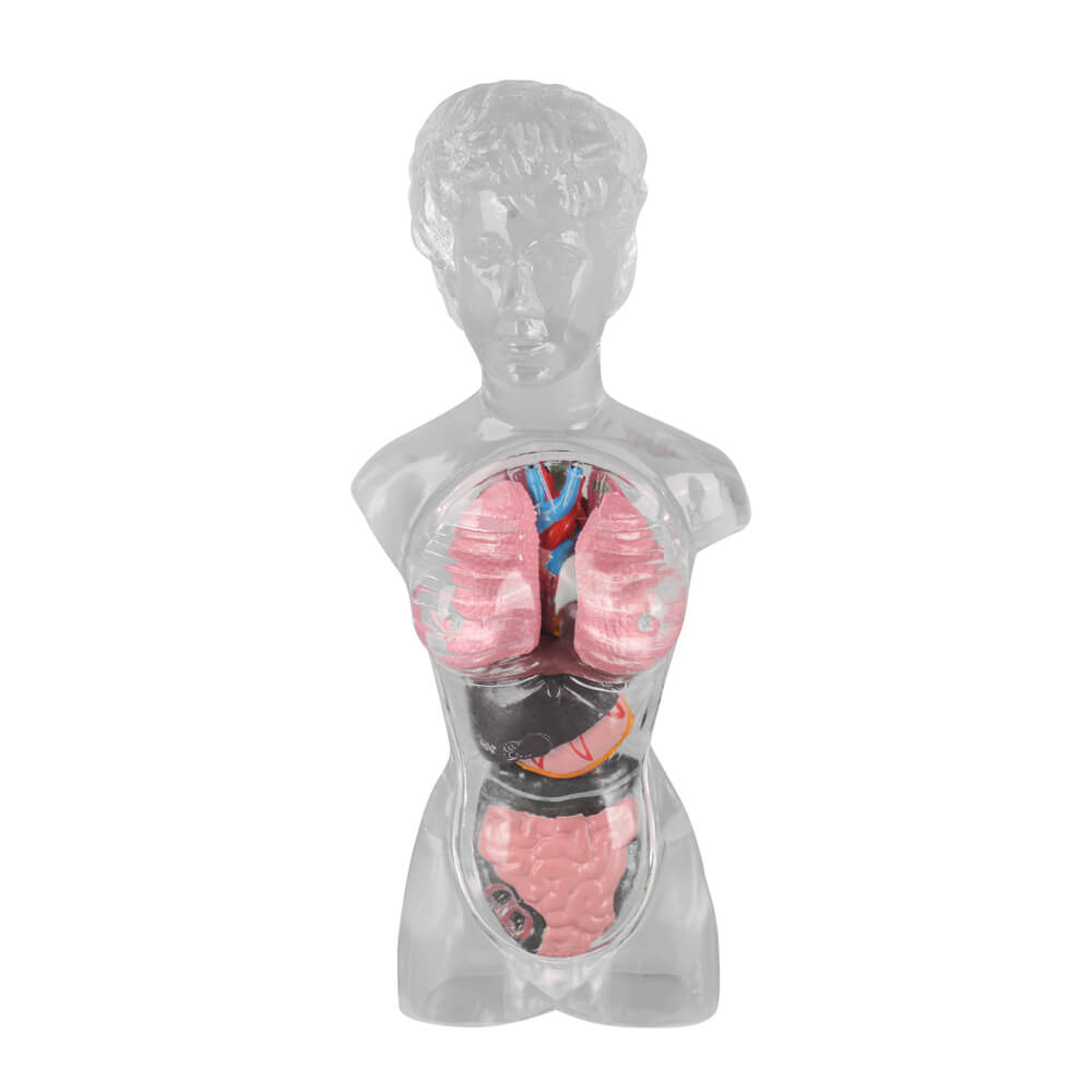 18 cm Transparent Female Anatomical Torso Model with Removable Internal ...