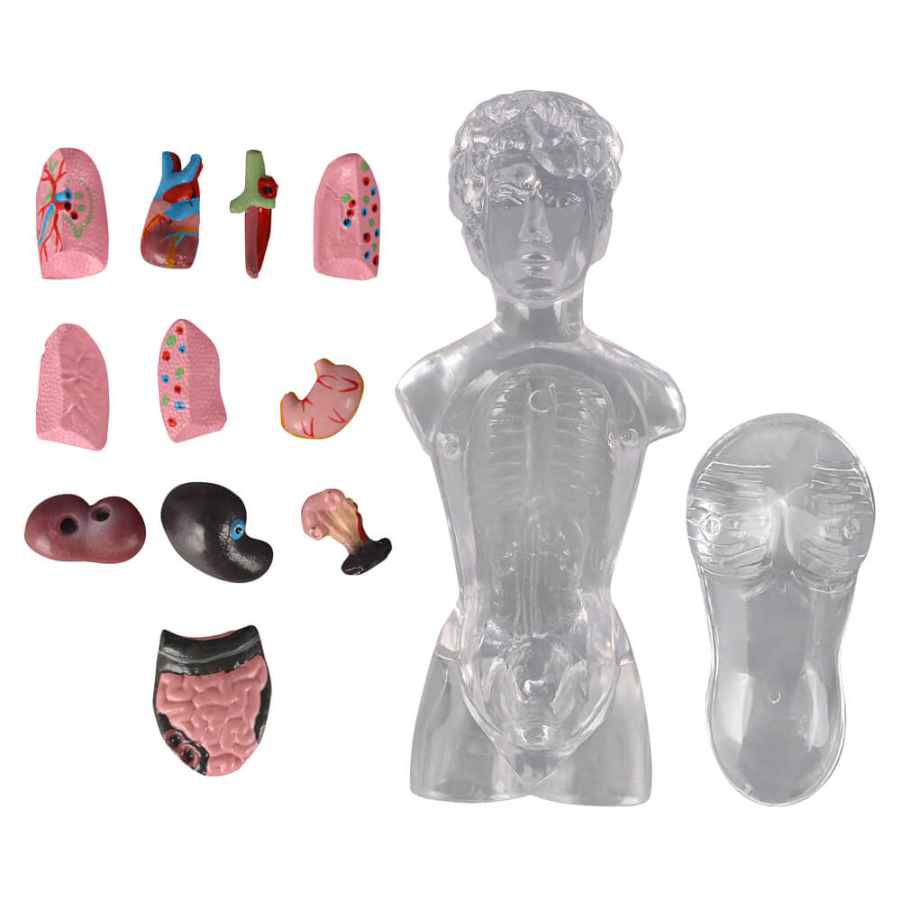 18 cm Transparent Female Anatomical Torso Model with Removable Internal ...