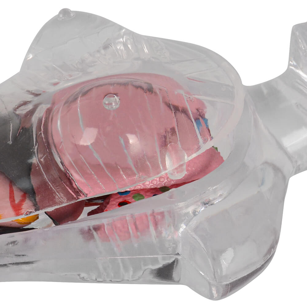 18 cm Transparent Female Anatomical Torso Model with Removable Internal ...