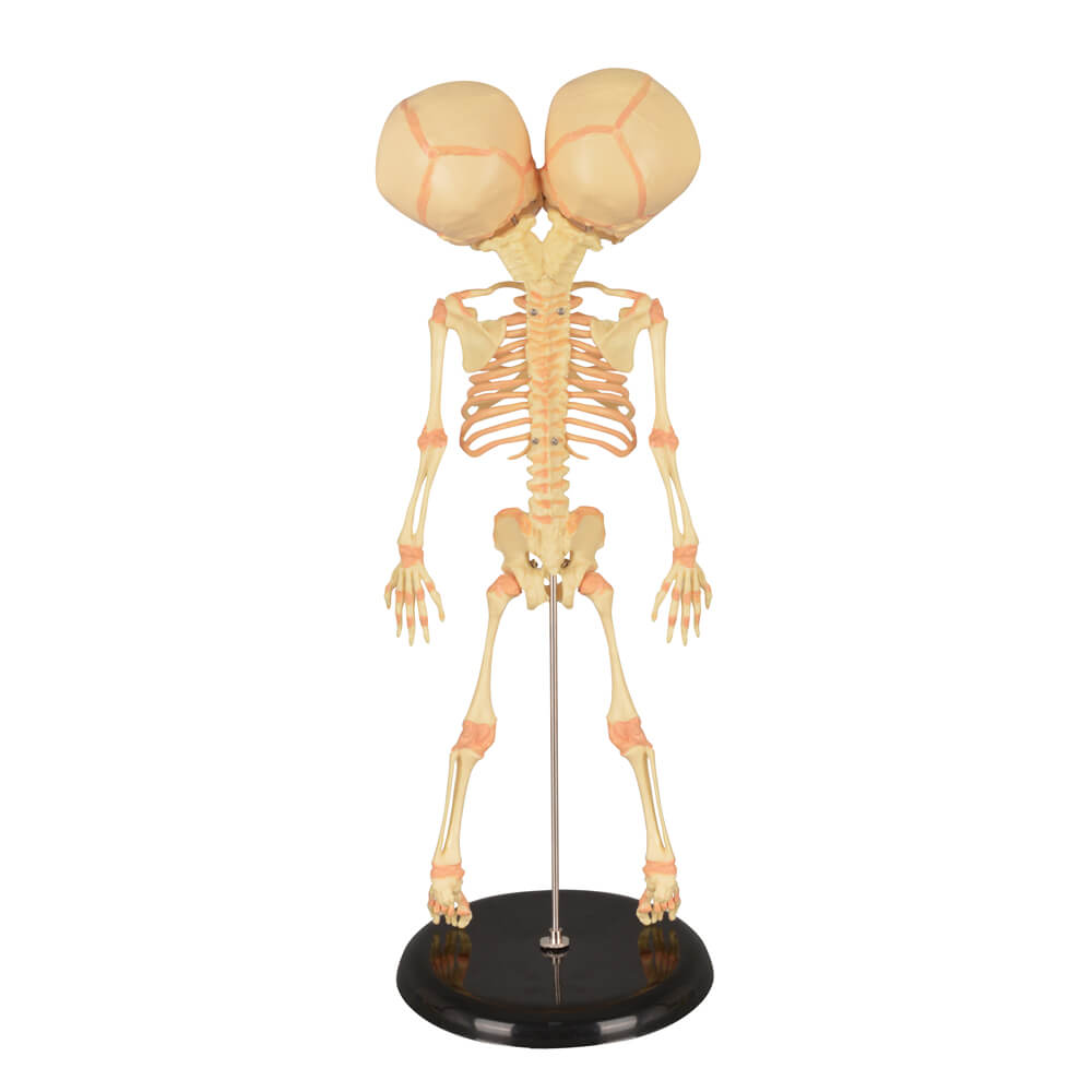 Mini Infant Skeleton Model with Double Skulls