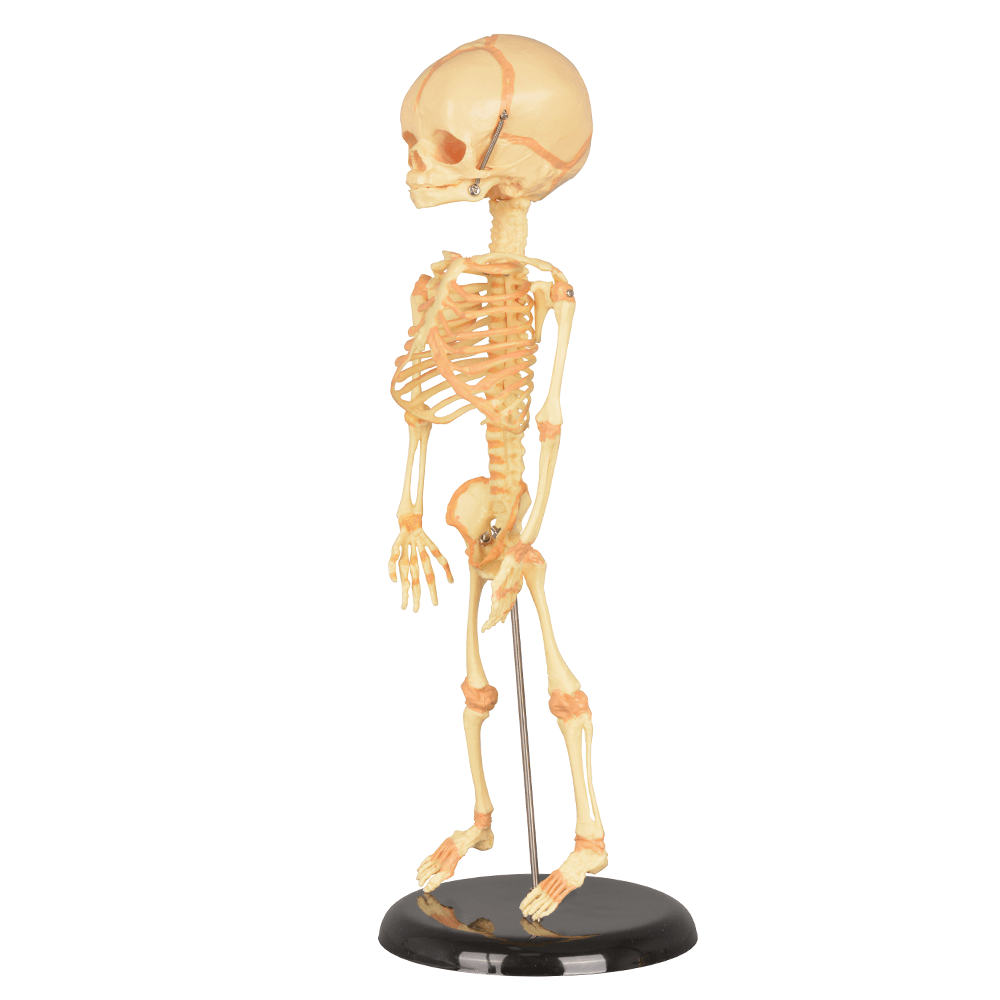 Mini Infant Skeleton Model with Single Skull