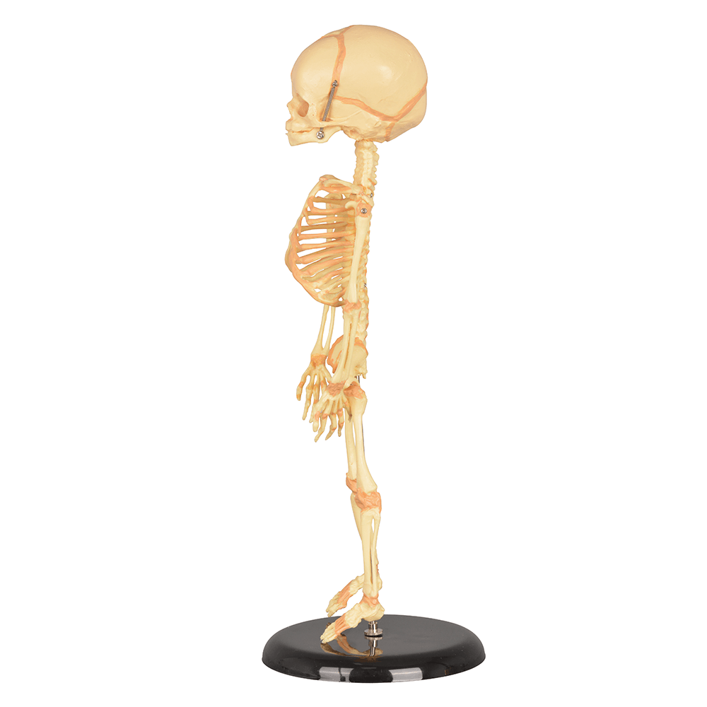 Mini Infant Skeleton Model with Single Skull
