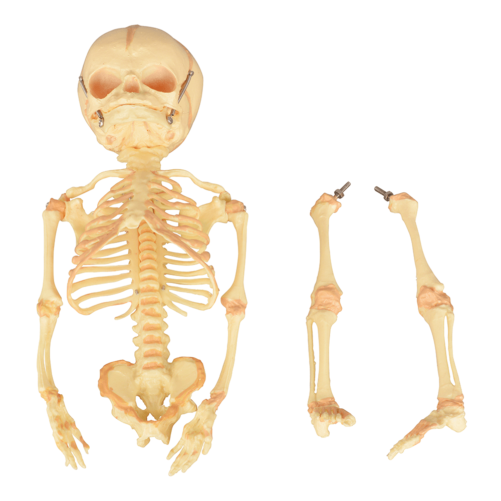 Mini Infant Skeleton Model with Single Skull