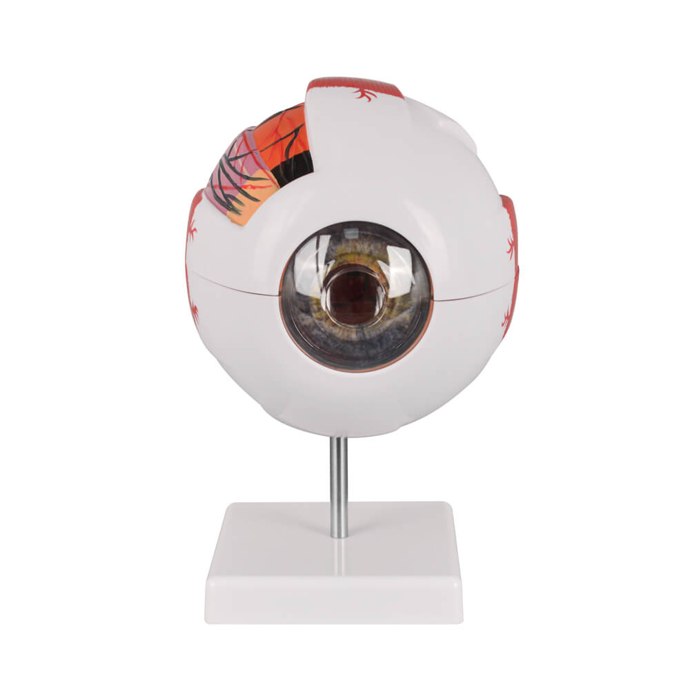6X Enlarged Human Eye Model, Anatomical Eyeball for Education