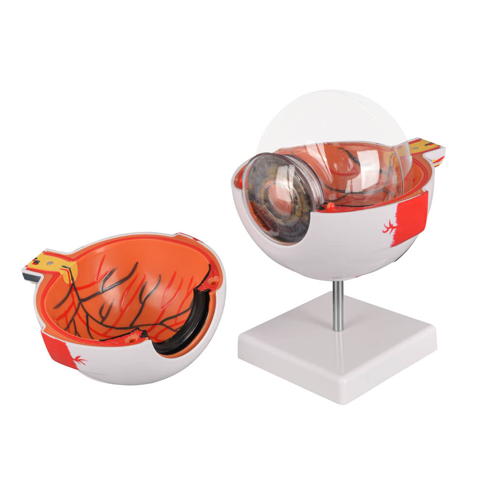 6X Enlarged Human Eye Model, Anatomical Eyeball for Education