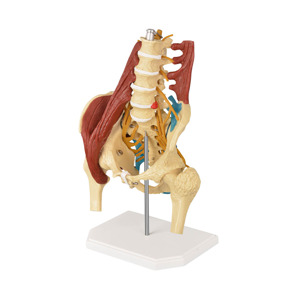 Human Lumbar Spine Model with Muscles (Standing), Style A