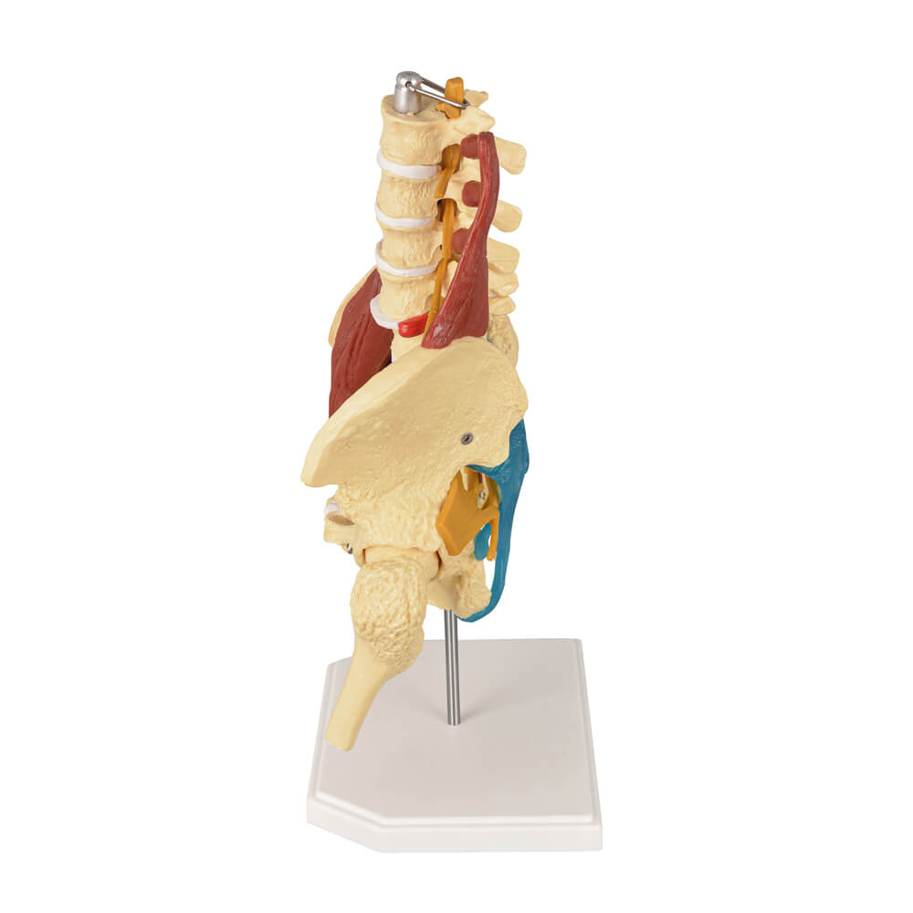 Human Lumbar Spine Model with Muscles (Standing), Style A