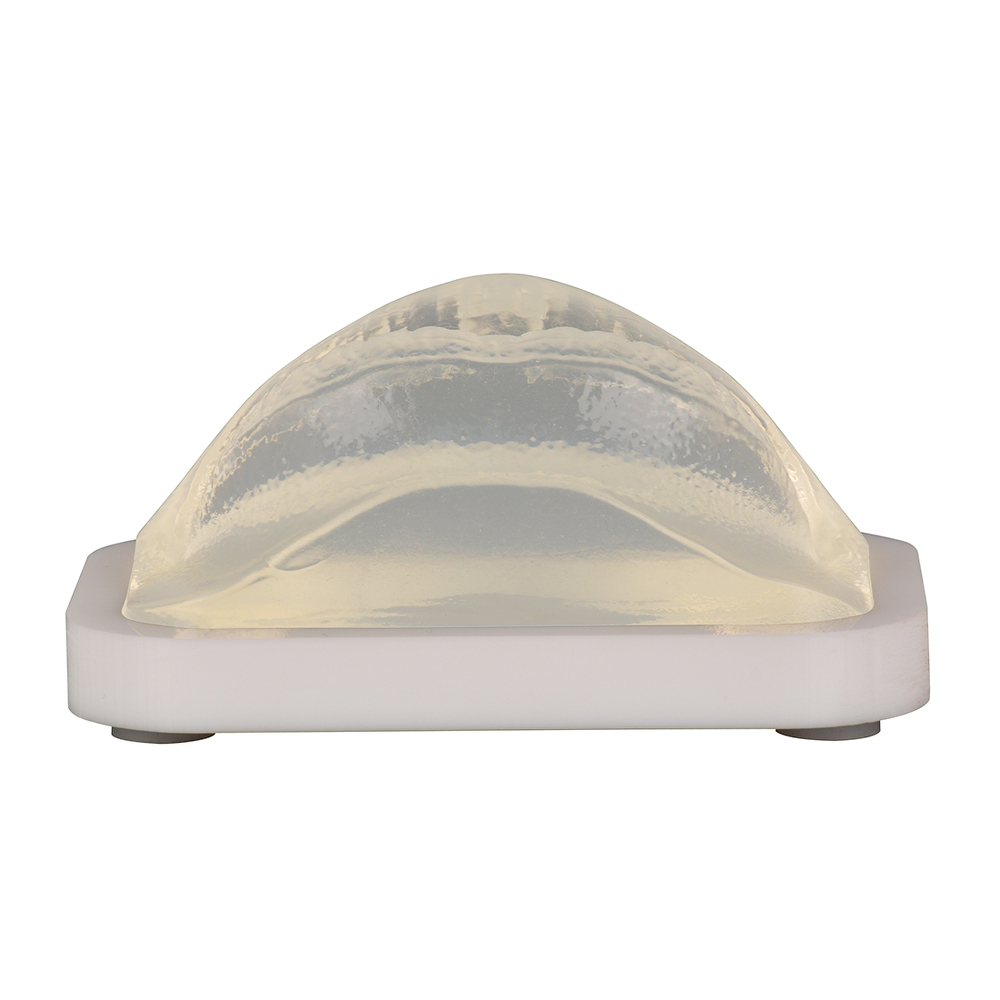 Transparent Injection Training Lip Model