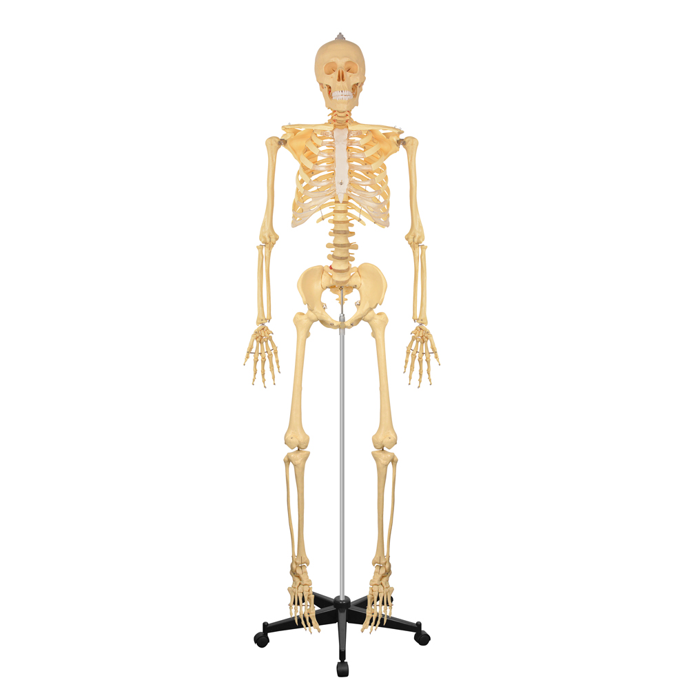 170cm Life-Size Male Anatomy Skeleton Model
