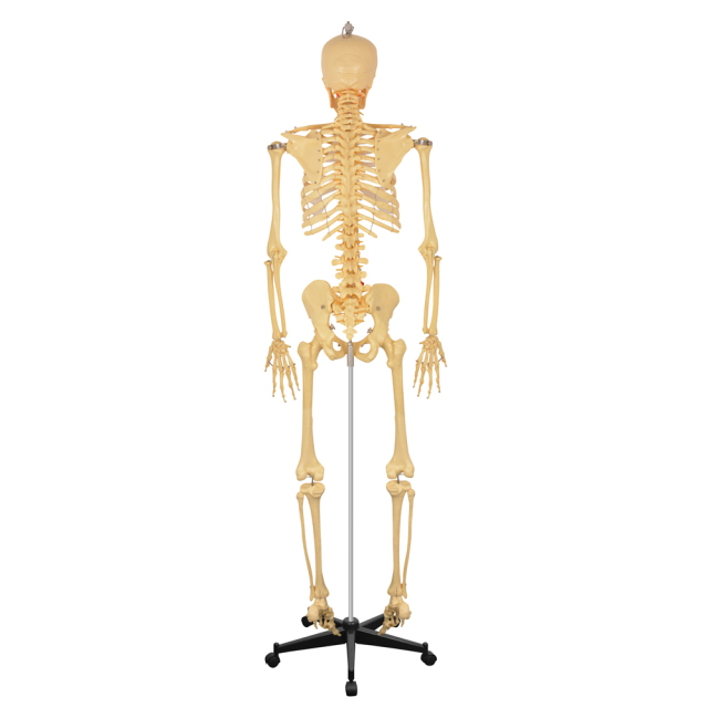 170cm Life-Size Male Anatomy Skeleton Model