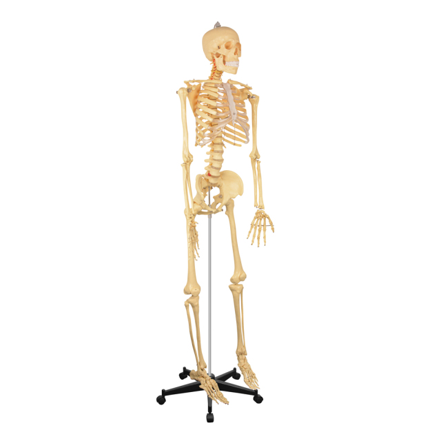 170cm Life-Size Male Anatomy Skeleton Model