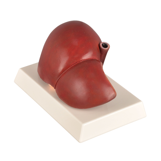 Human Normal Liver Anatomical Model, Silicone