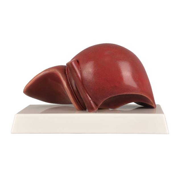 Human Normal Liver Anatomical Model, Silicone