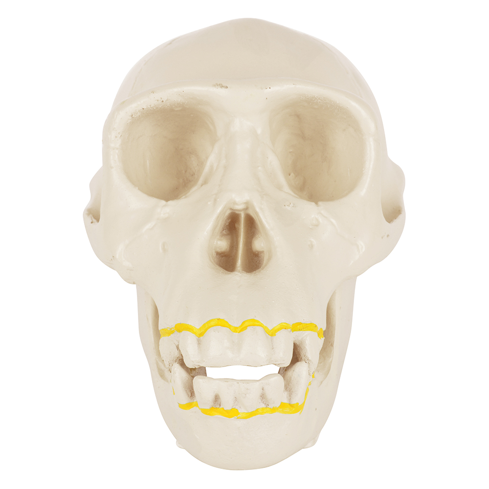 Chimpanzee Skull Model