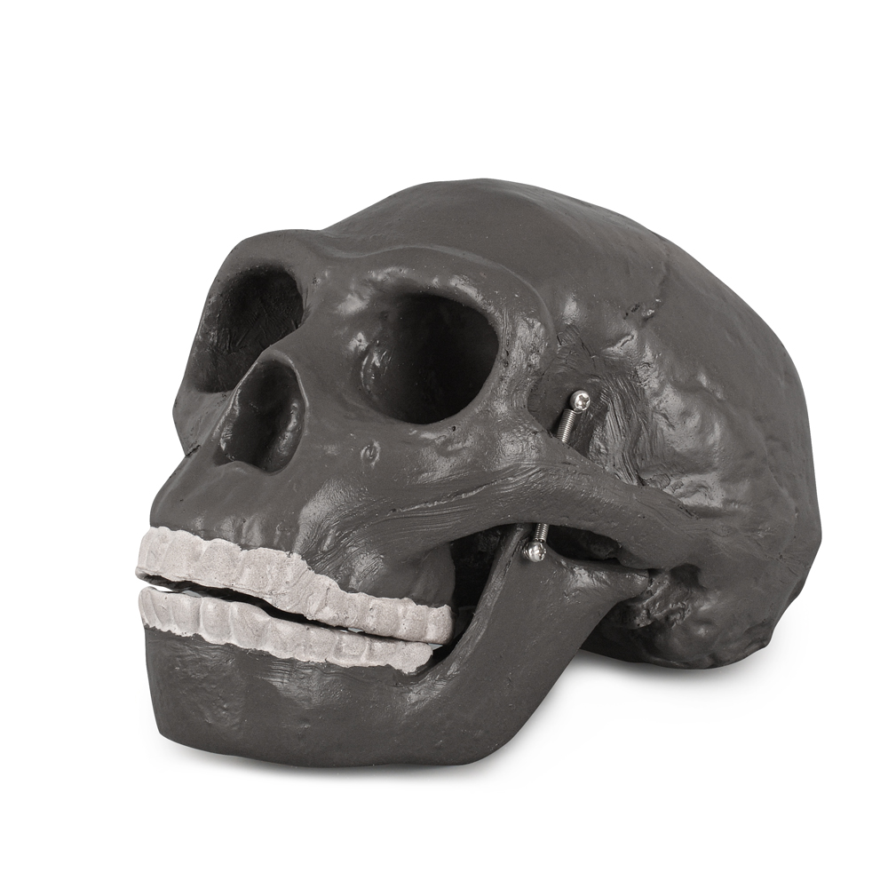 Peking Man Skull Model