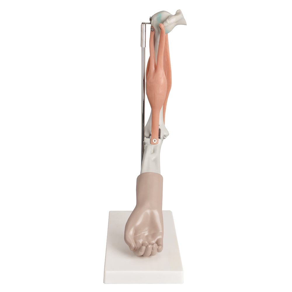 Elbow Joint with Muscles Model