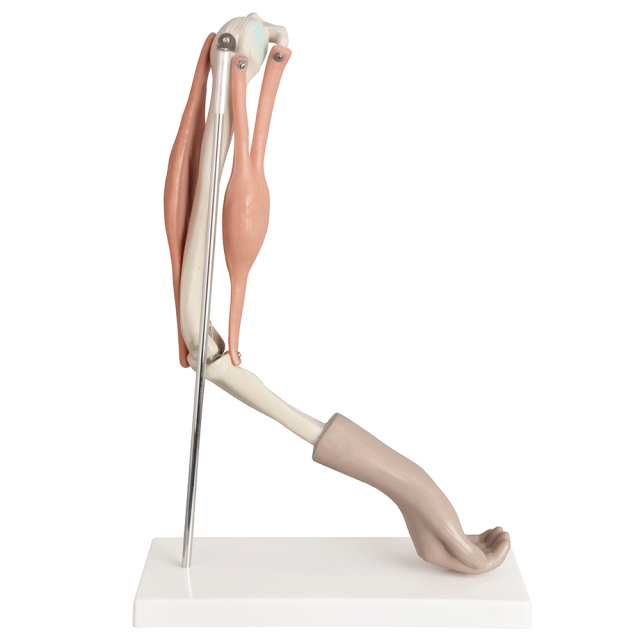 Elbow Joint with Muscles Model