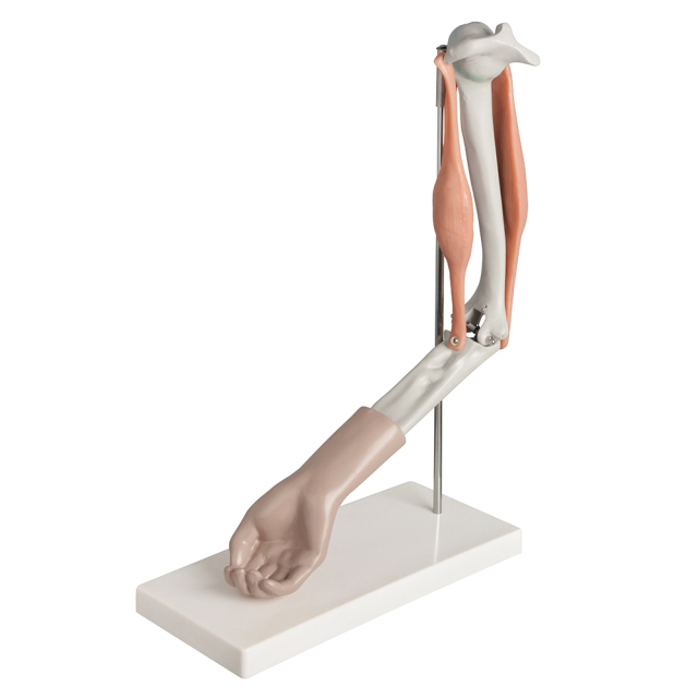 Elbow Joint with Muscles Model