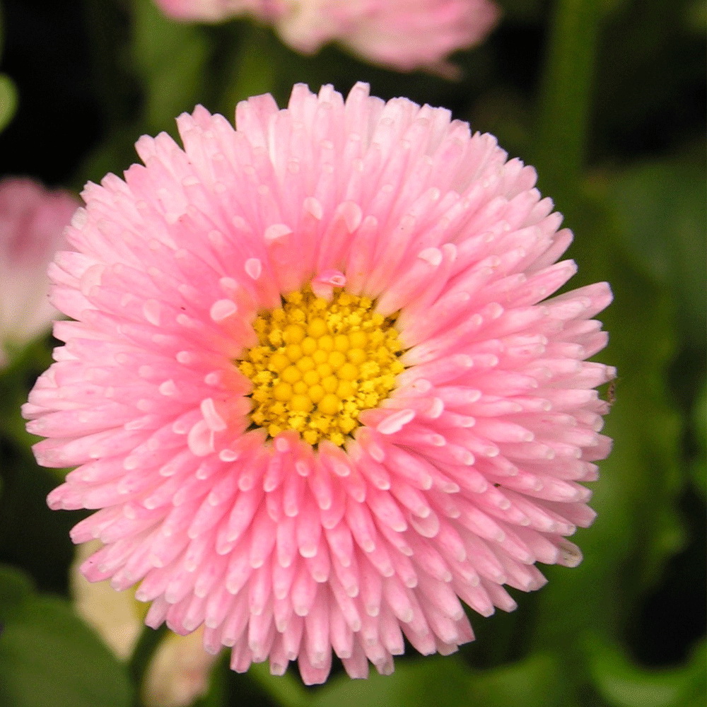 Bellis perennis seeds