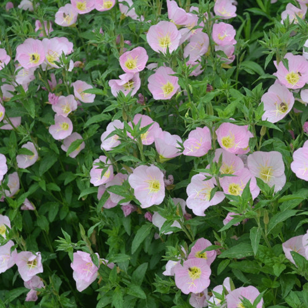 evening primrose seeds