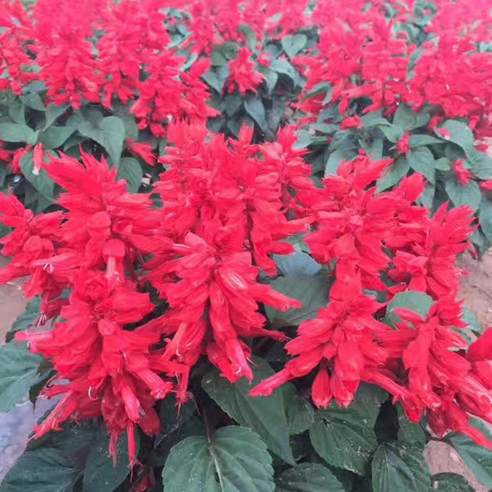 Salvia splendens seeds