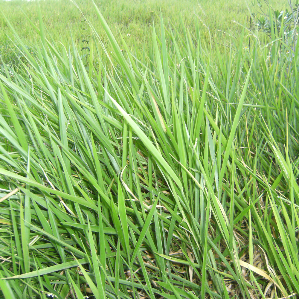 Melinis minutiflora seeds