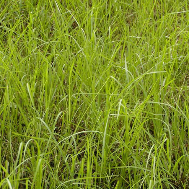 stenotaphrum secundatum