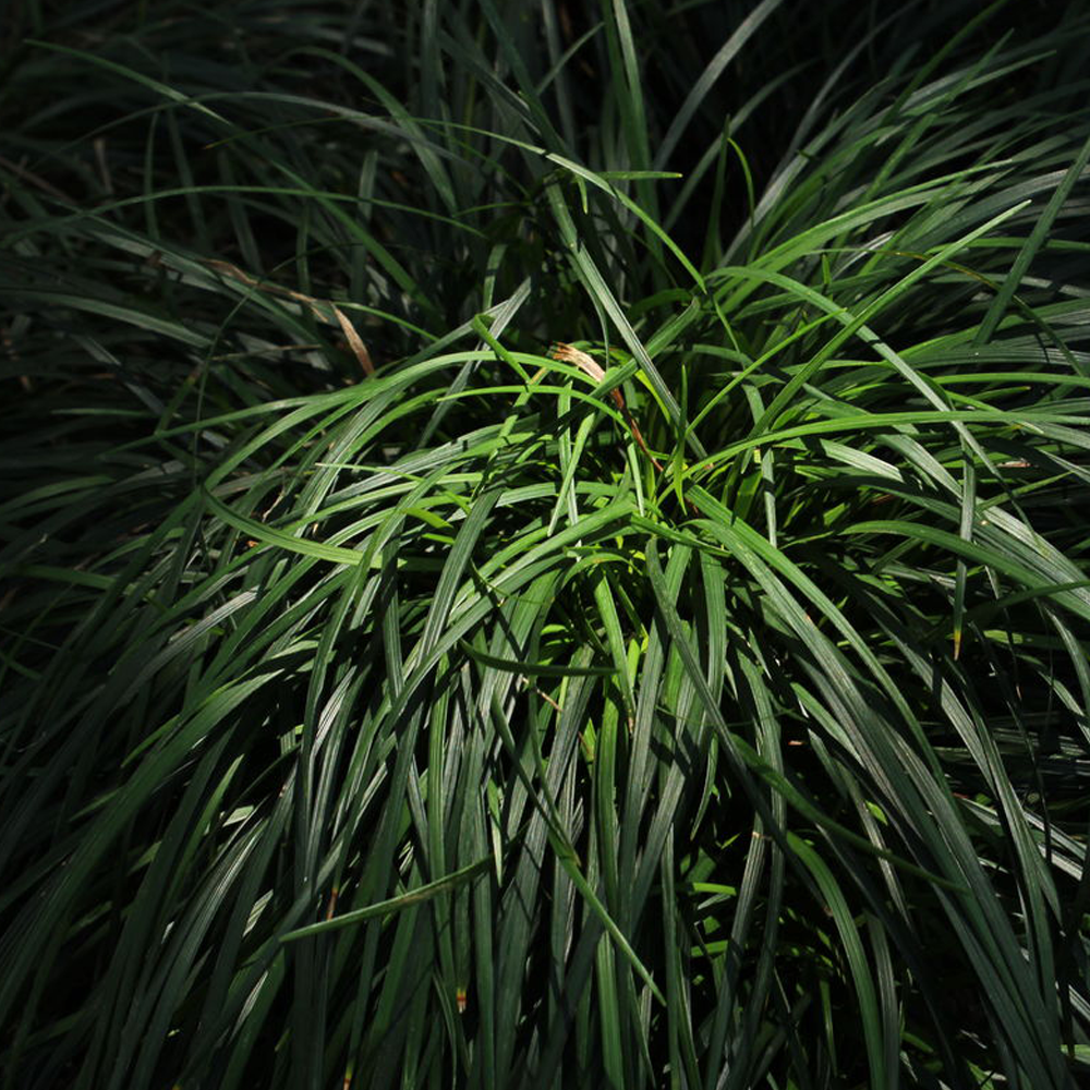 Radix Ophiopogonis seeds