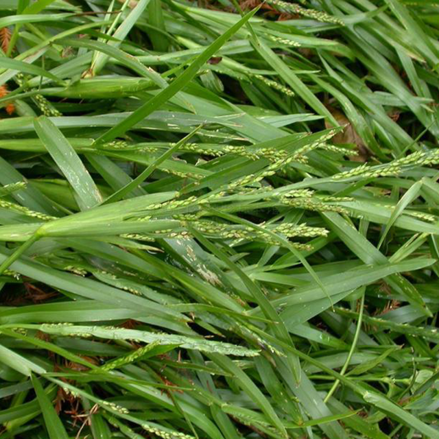 stenotaphrum secundatum