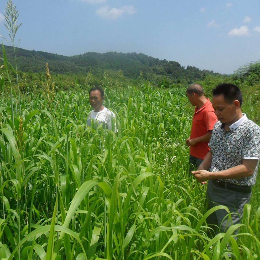sorghum hybrid sudangrass seeds