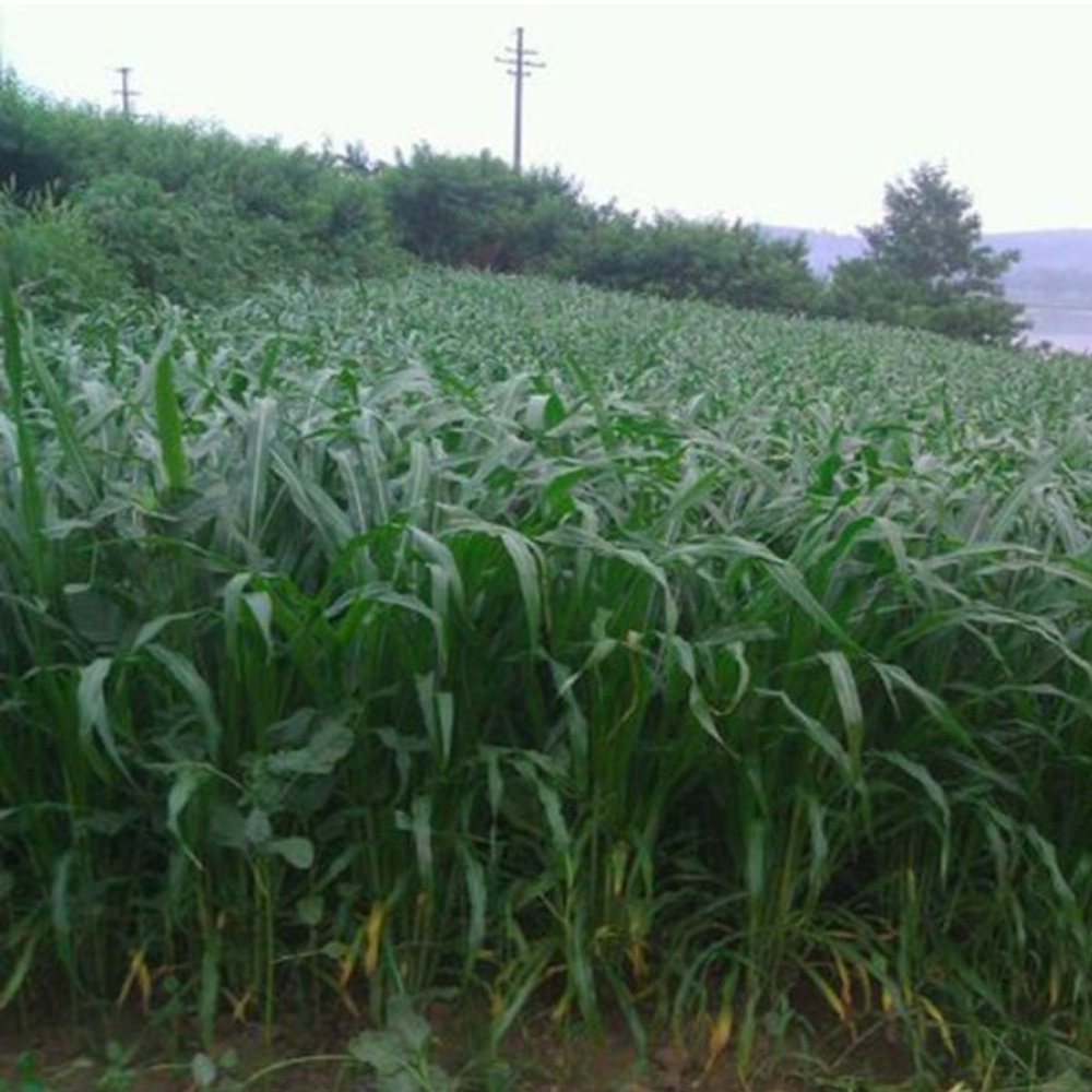 Mexican corn grass seeds