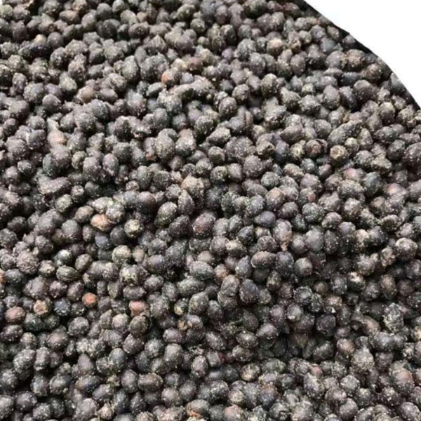 Taxus chinensis seeds