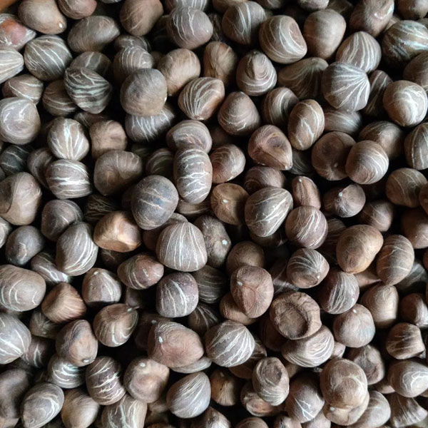 Pachira aquatica seeds
