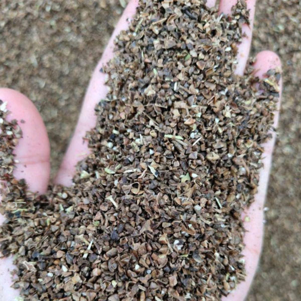 Lagerstroemia indica seeds