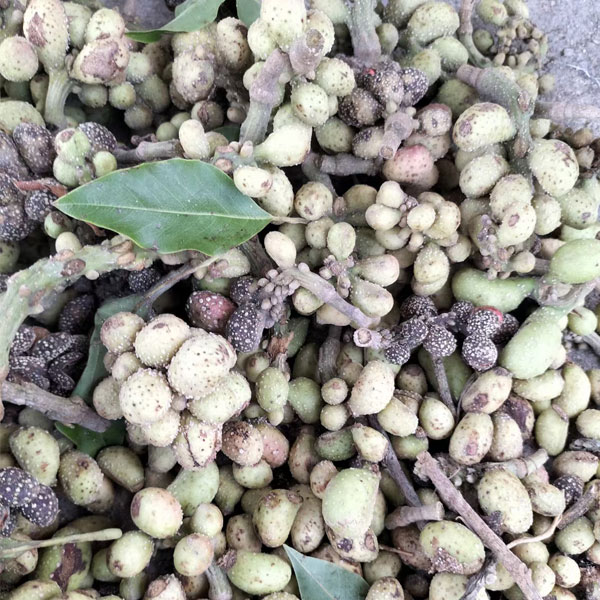 Michelia champaca seeds