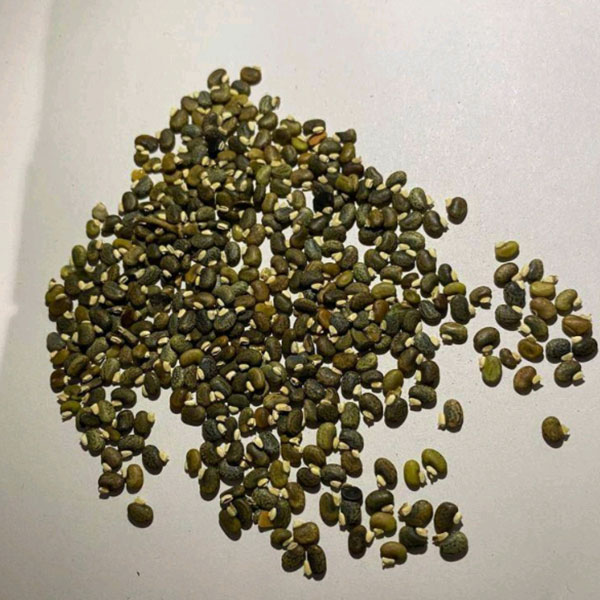 Tephrosia candida seeds