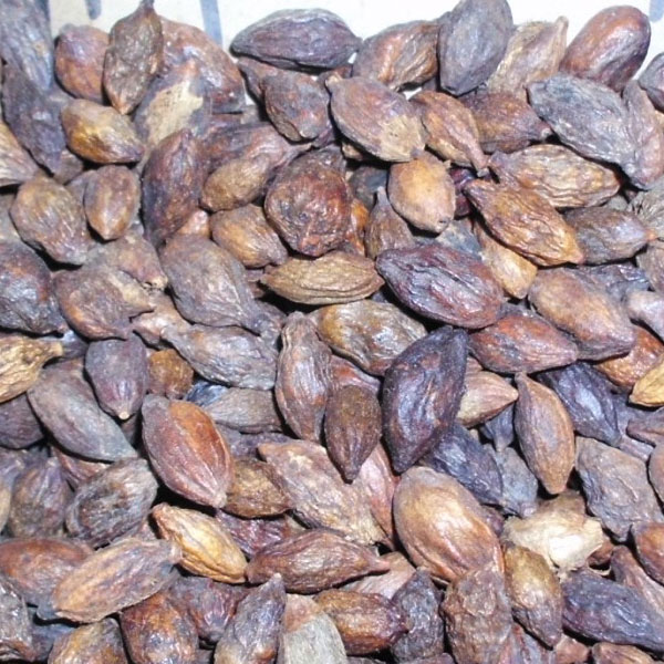 Terminalia mantaly seeds