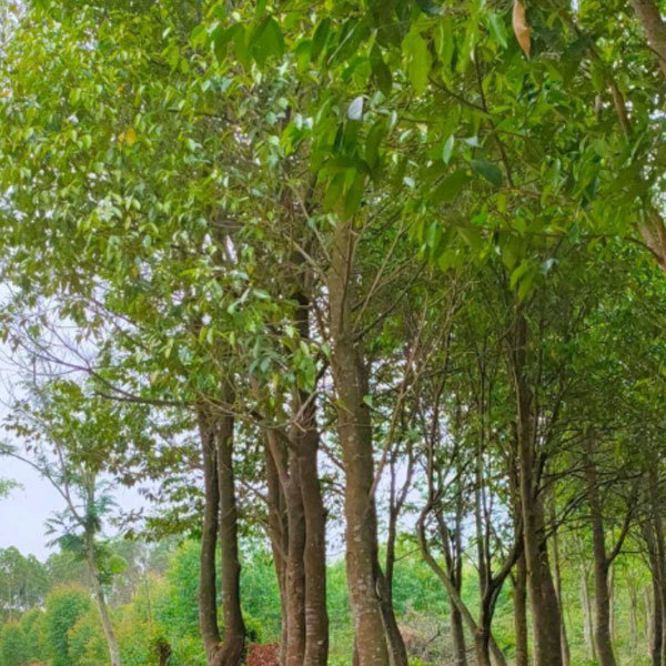 aquilaria malaccensis tree