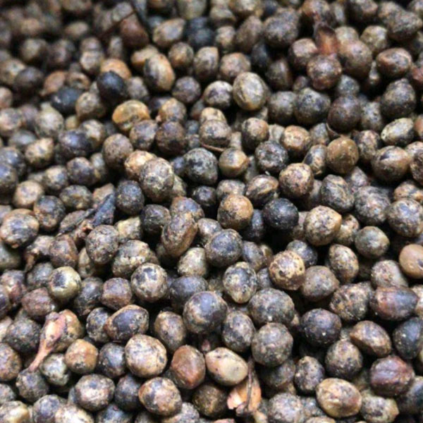 Sapium discolor seeds