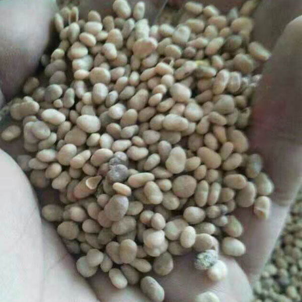 Lacquer tree seeds
