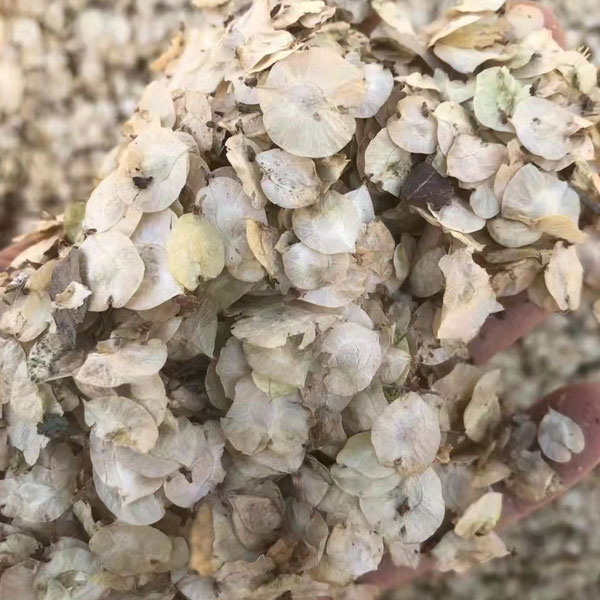 White elm seeds