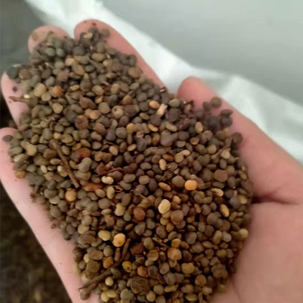 Rhus chinensis seeds